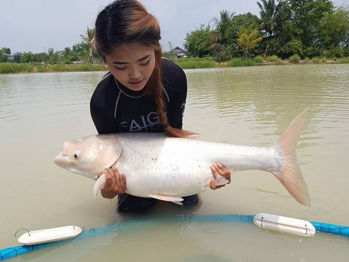 Hypophthalmichthys nobilis (Richardson, 1845)